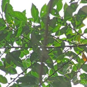 The Biodiversity of Singapore- Lindera lucida