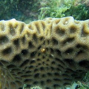 The Biodiversity of Singapore- Favites abdita