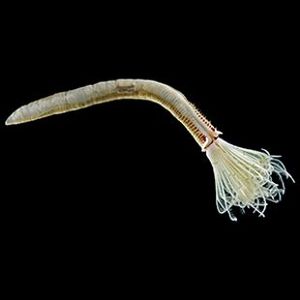 The Biodiversity of Singapore- Bispira sp. INT-1133