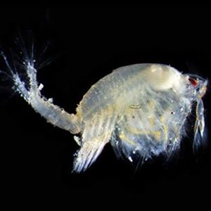 The Biodiversity of Singapore- Leptostraca sp. 2