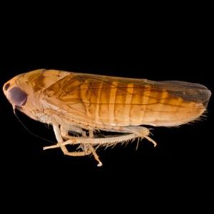 The Biodiversity of Singapore- Hemiptera sp. ZRC_BDP0076254