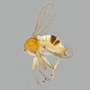 The Biodiversity of Singapore- Hybotidae sp. ZRCBDP0285227