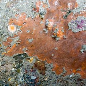 The Biodiversity of Singapore- Clathria cf. mima