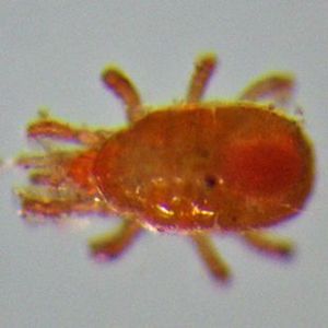 The Biodiversity of Singapore- Acari sp. JS-2463