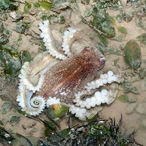 The Biodiversity of Singapore- Octopus sp.