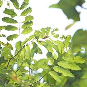The Biodiversity of Singapore- Nephelium laurinum