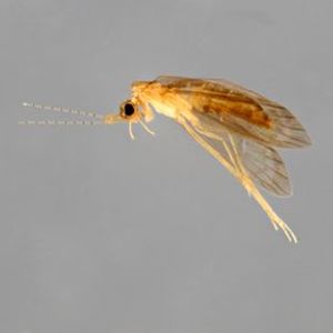 The Biodiversity of Singapore- Calamoceratidae sp. ZRCBDP0026325 ...