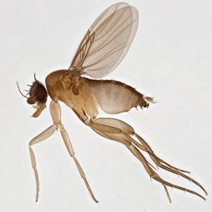 The Biodiversity of Singapore- Phoridae sp. ZRC_BDP0069931