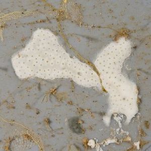 The Biodiversity of Singapore- Colonial ascidian sp. 30