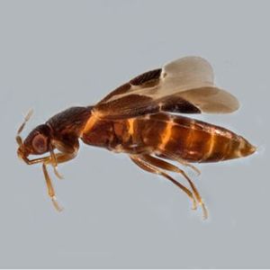 The Biodiversity of Singapore- Hemiptera sp. ZRC_BDP0170175