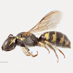 The Biodiversity of Singapore- Ceratina (Ceratinidia) lieftincki