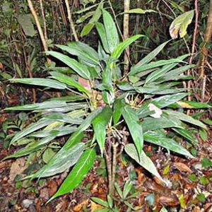 The Biodiversity of Singapore- Aglaonema simplex