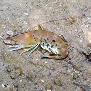 The Biodiversity of Singapore- Penaeidae sp.