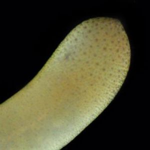 The Biodiversity of Singapore- Peanut worm sp. 1