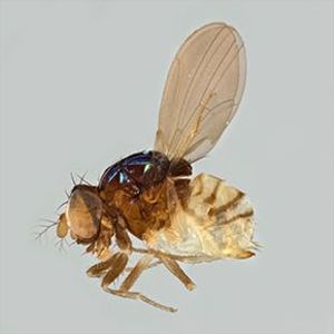 The Biodiversity of Singapore- Drosophilidae sp. ZRC_BDP0295407