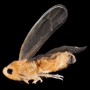 The Biodiversity of Singapore- Hemiptera sp. ZRC_BDP0163607