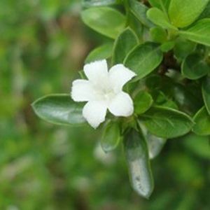 The Biodiversity of Singapore- Serissa japonica