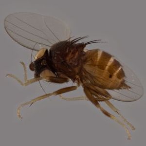 The Biodiversity of Singapore- Milichiidae sp. ZRC_BDP0294957