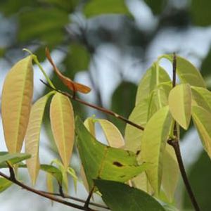 The Biodiversity of Singapore- Mischocarpus sundaicus