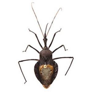 The Biodiversity of Singapore- Sycanus sp. "2"