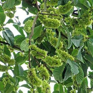 The Biodiversity of Singapore- Palaquium obovatum