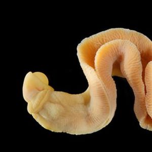 The Biodiversity of Singapore- Balanoglossus sp. 1