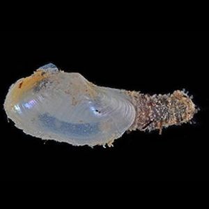 The Biodiversity of Singapore- Laternula sp. 2