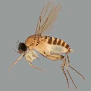 The Biodiversity of Singapore- Megaselia sp. ZRC_BDP0033143