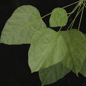 The Biodiversity of Singapore- Endospermum peltatum