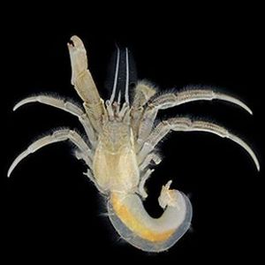 The Biodiversity of Singapore- Diogenes sp. 5