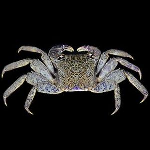 The Biodiversity of Singapore- Episesarma versicolor