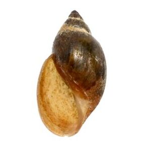 The Biodiversity of Singapore- Physa acuta