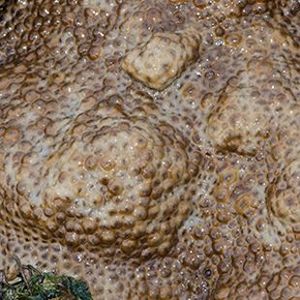 The Biodiversity of Singapore- Zoantharia sp.