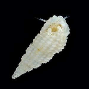 The Biodiversity of Singapore- Pagurapseudes sp. 1