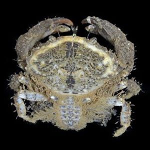 The Biodiversity of Singapore- Macromedaeus distinguendus