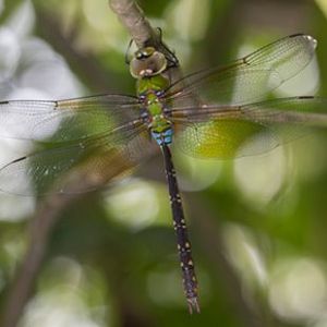 The Biodiversity of Singapore- Anax panybeus
