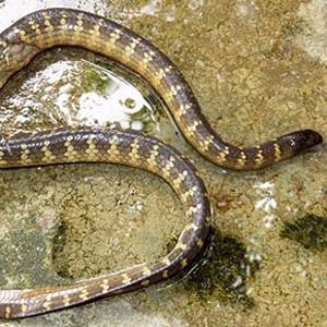 The Biodiversity of Singapore- Aipysurus eydouxii