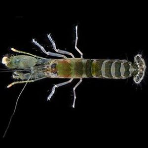 The Biodiversity of Singapore- Alpheus parvirostris