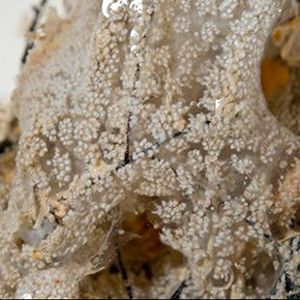 The Biodiversity of Singapore- Colonial ascidian sp. 49