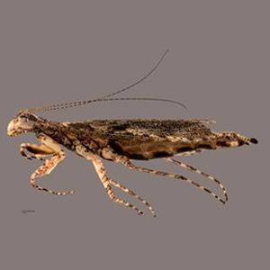 The Biodiversity of Singapore- Amorphoscelidae sp. ZRCBDP0071935