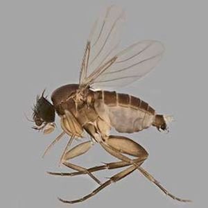 The Biodiversity of Singapore- Phoridae sp. ZRC_BDP0032567/ZRC_BDP0032576
