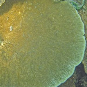 The Biodiversity of Singapore- Podabacia crustacea