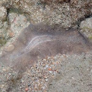 The Biodiversity of Singapore- Acotylea sp.