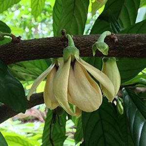 The Biodiversity of Singapore- Polyalthia rumphii