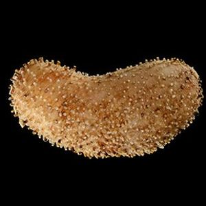 The Biodiversity of Singapore- Phyllophorella kohkutiensis