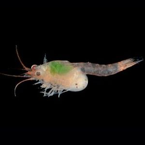 The Biodiversity of Singapore- Mysida sp. SS-0332