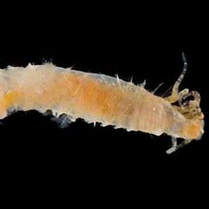 The Biodiversity of Singapore- Ampharetidae sp.1