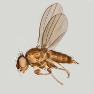 The Biodiversity of Singapore- Milichiidae sp. ZRC_BDP0025486