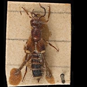 The Biodiversity of Singapore- Hesperus hobbyi