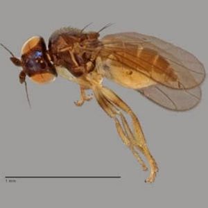 The Biodiversity of Singapore- Chloropidae sp. "ZRCBDP_0025822" (GC2307)